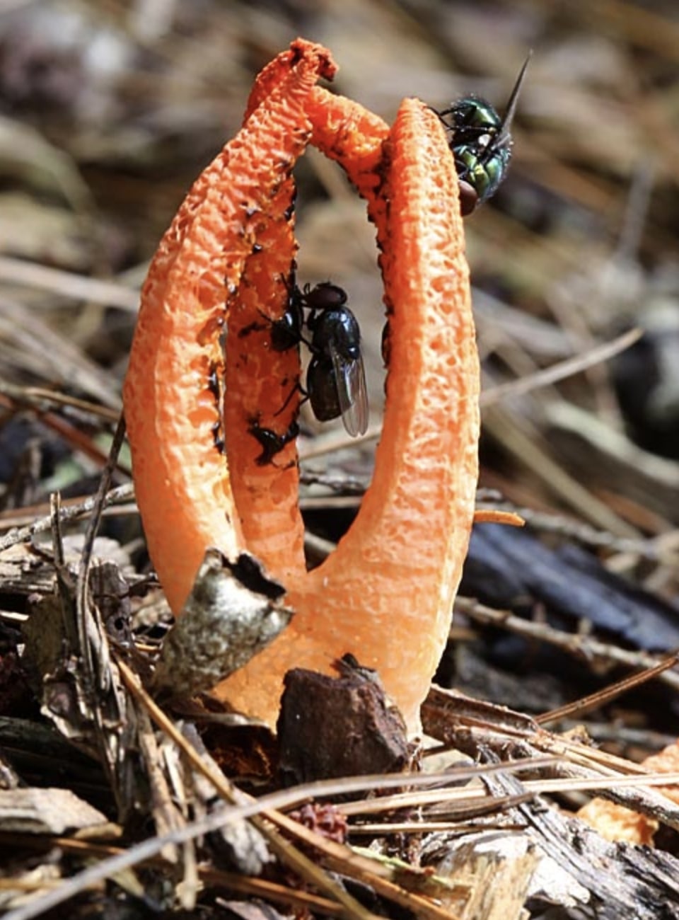 What You Need to Know About Red Mushrooms