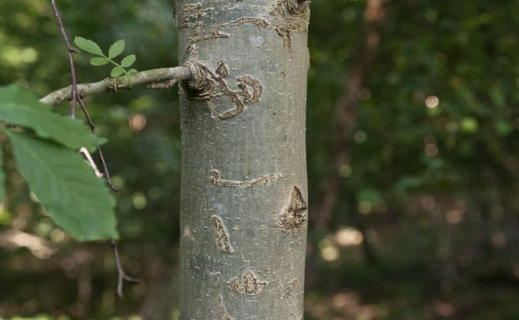 Smooth Bark Trees and How to Identify Them