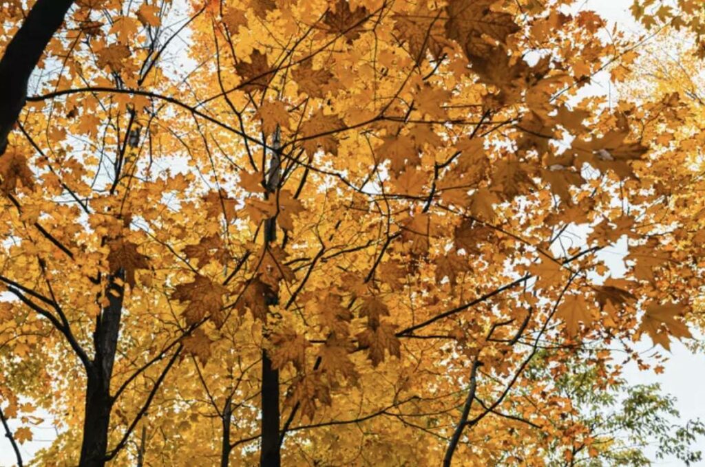 How much do trees weigh: Formula and Factors affecting the Weight of a Tree