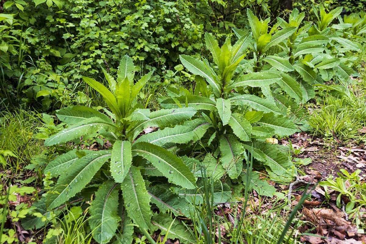 12 Tall Weeds With Thick Stalks: Identification and Pictures