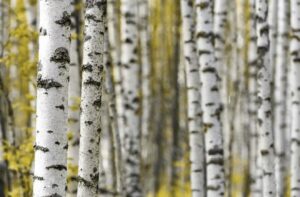Smooth Bark Trees and How to Identify Them