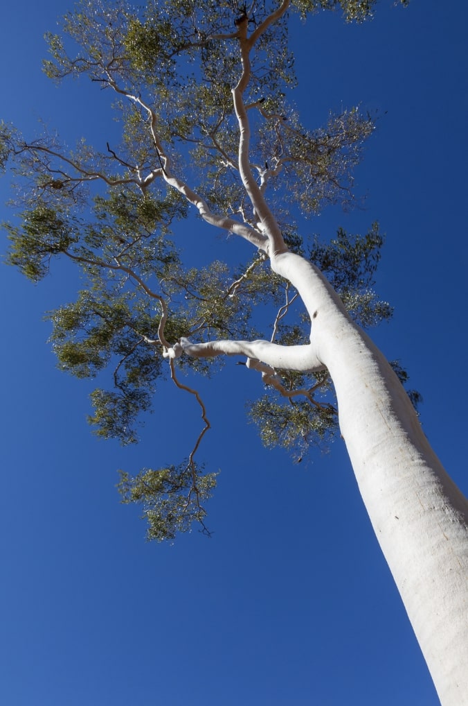 Smooth Bark Trees and How to Identify Them