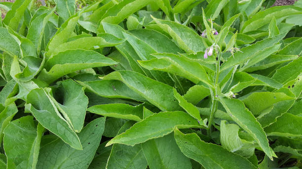 Your Complete Guide to 18 High Potassium Fertilizers