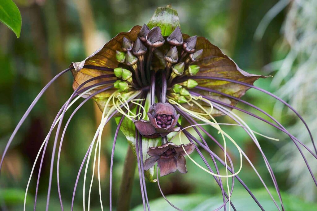 20 Ugly Flowers in the World Today