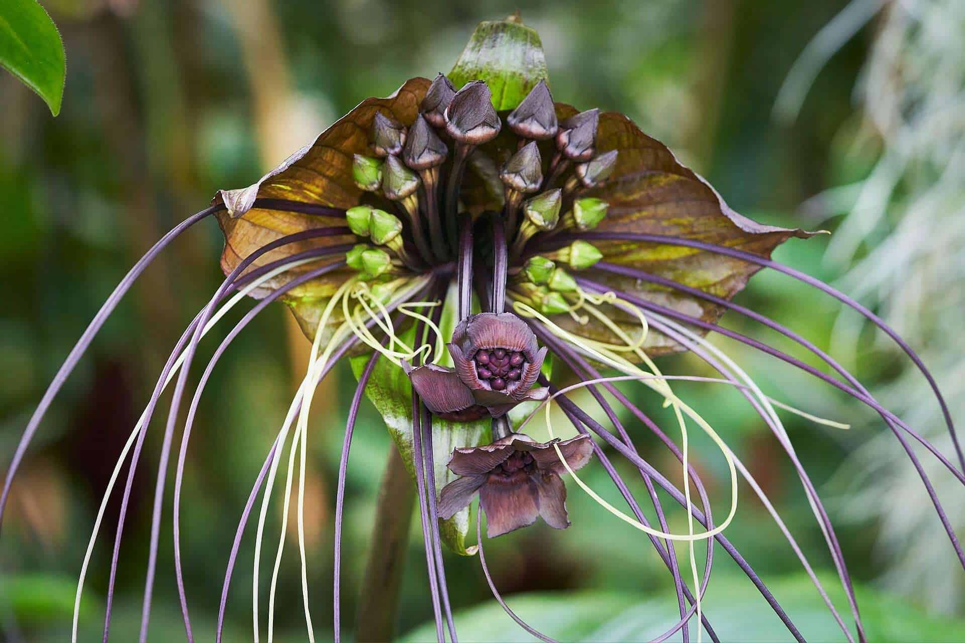 20 Ugly Flowers in the World Today