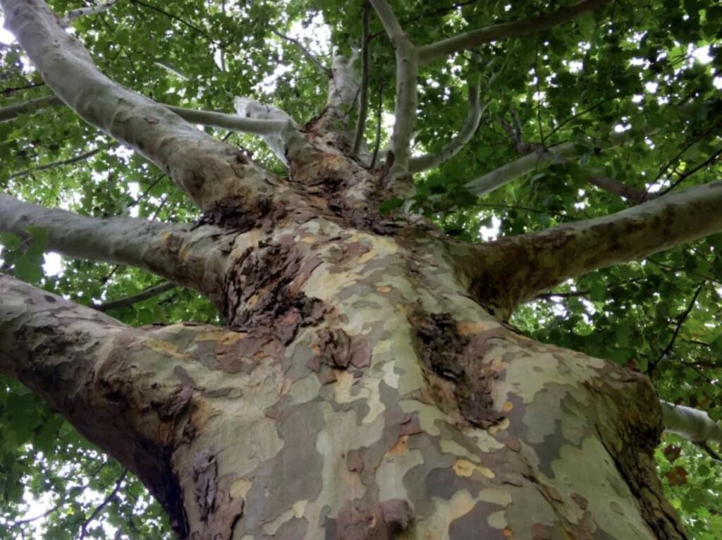 Smooth Bark Trees and How to Identify Them