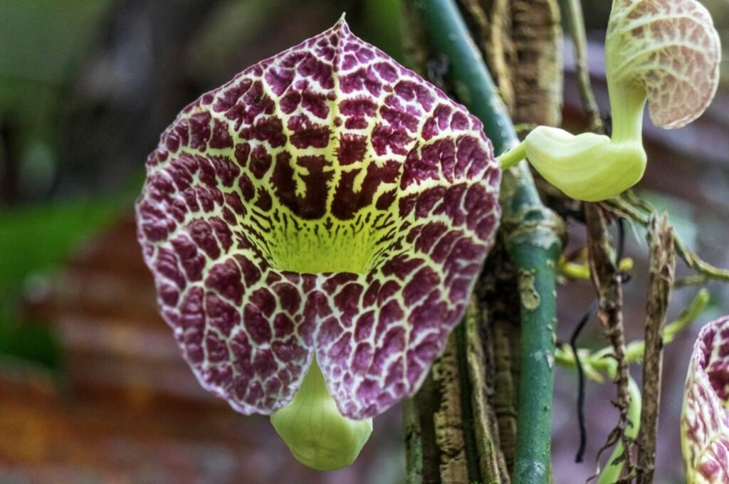 20 Ugly Flowers in the World Today