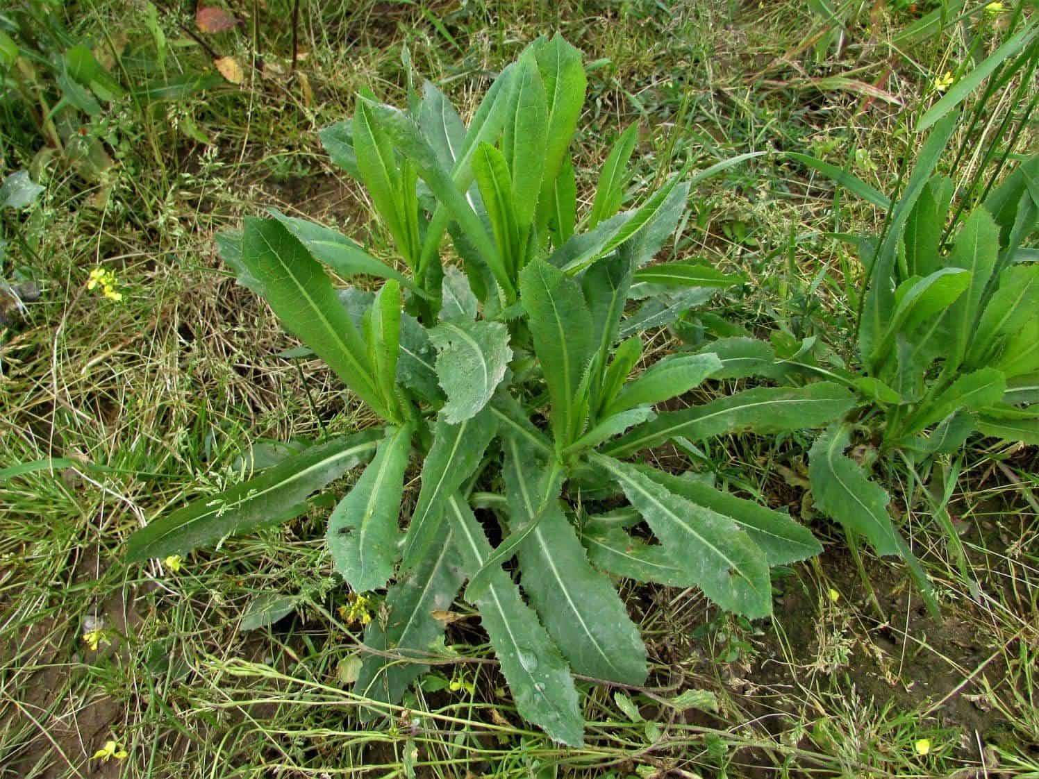 12 Tall Weeds With Thick Stalks: Identification and Pictures