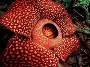 20 Ugly Flowers in the World Today