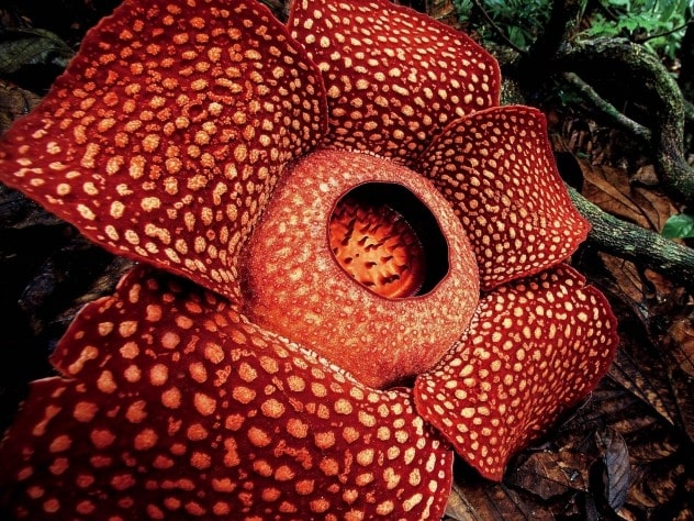 20 Ugly Flowers in the World Today