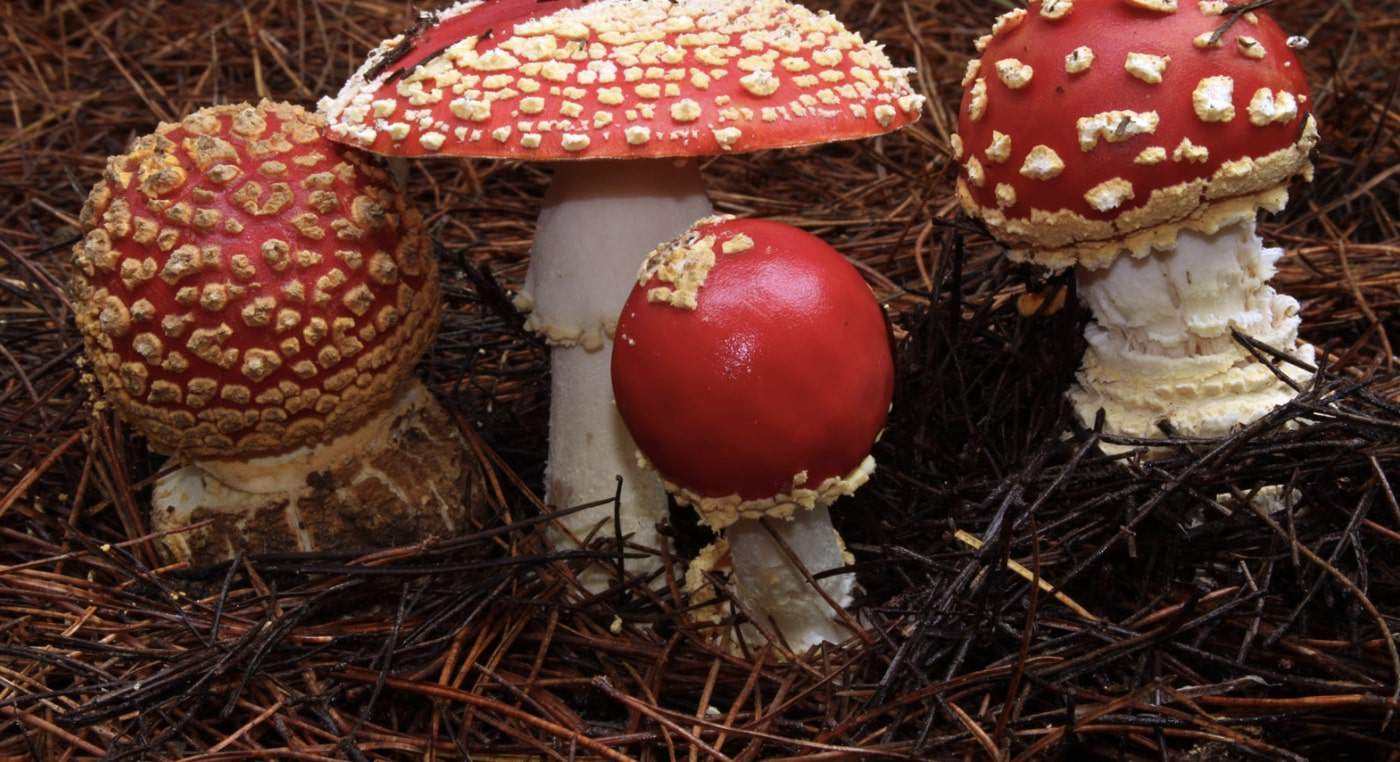What You Need to Know About Red Mushrooms