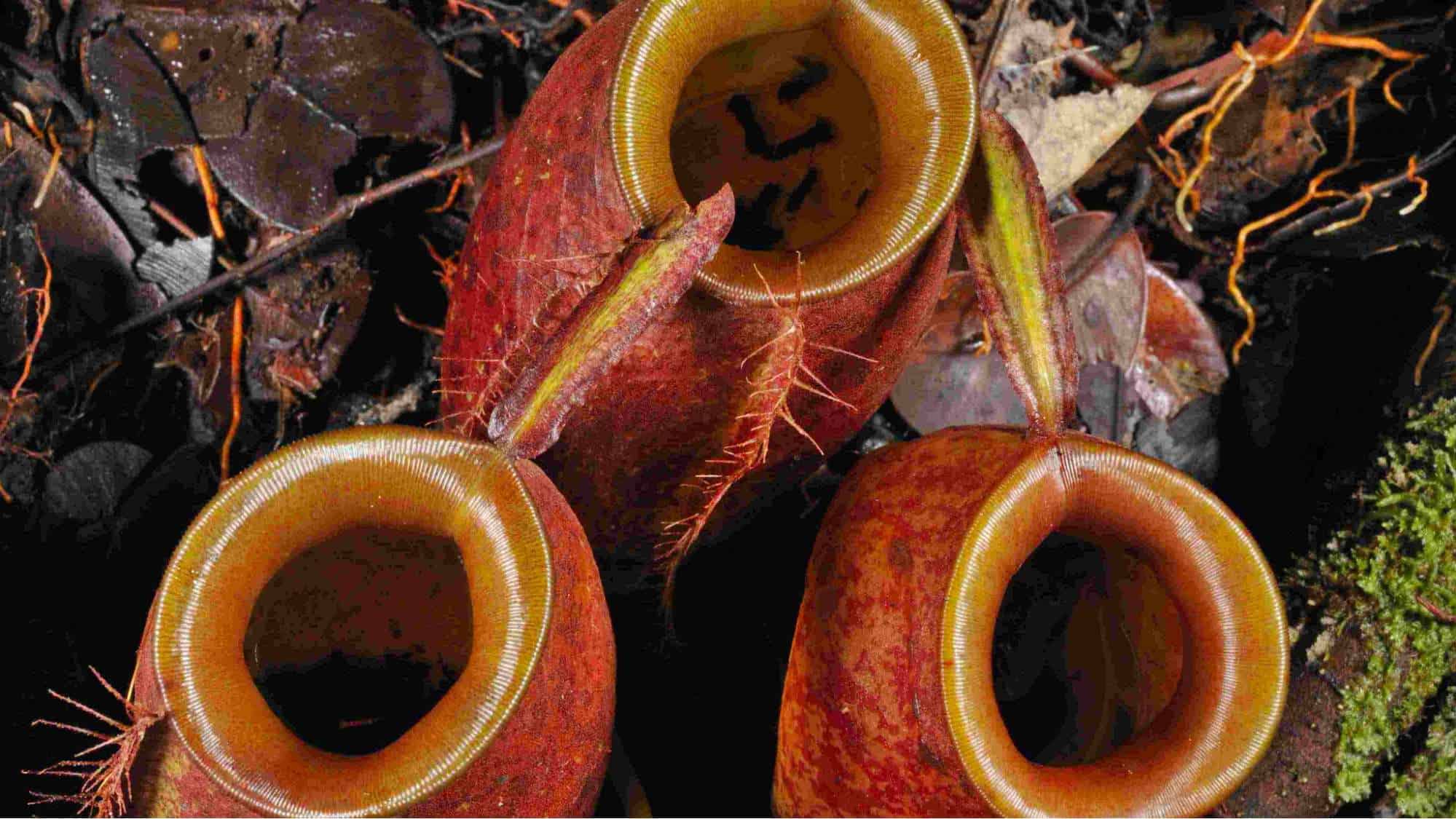 20 Ugly Flowers in the World Today