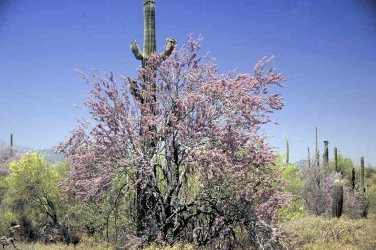 Smooth Bark Trees and How to Identify Them