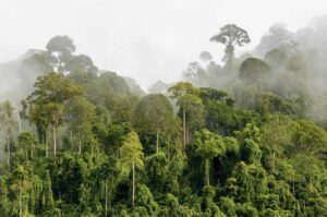 How much do trees weigh: Formula and Factors affecting the Weight of a Tree