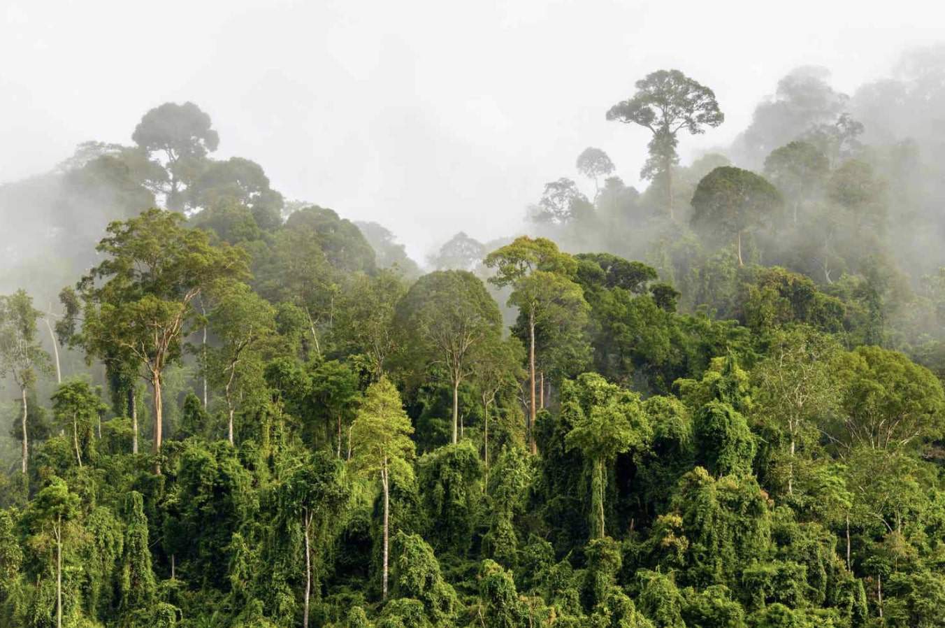 How much do trees weigh: Formula and Factors affecting the Weight of a Tree