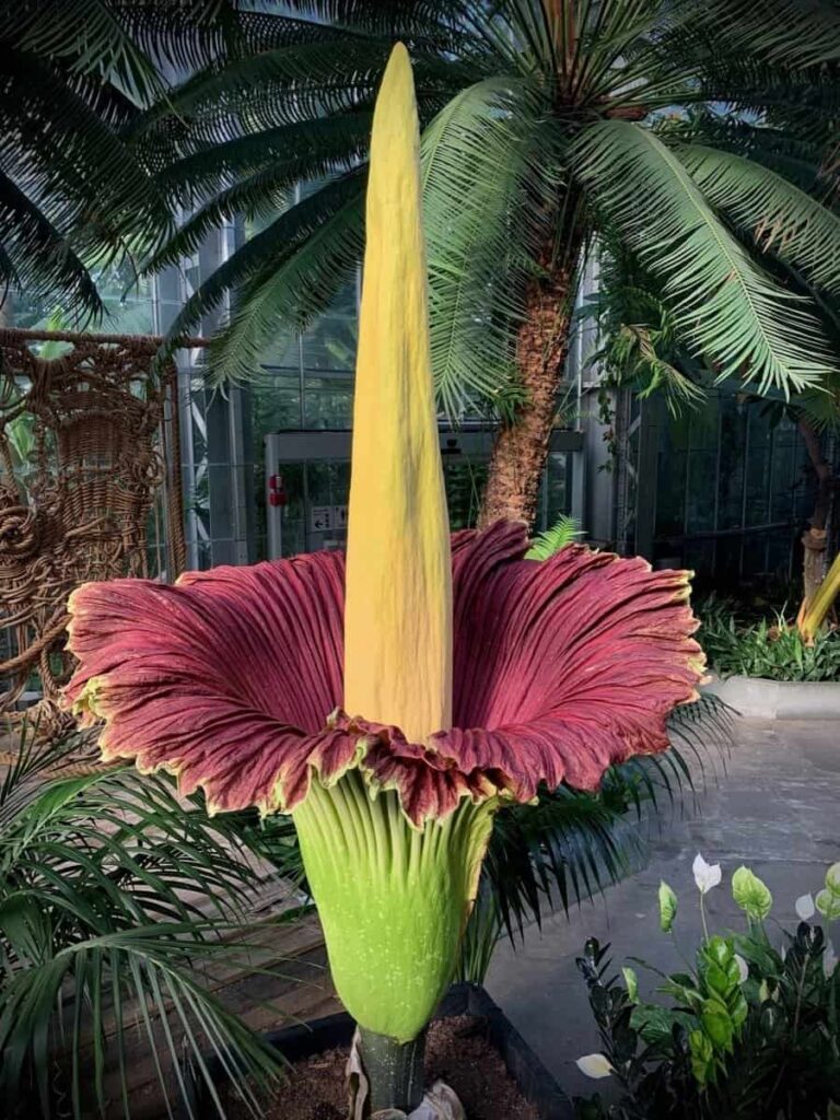 20 Ugly Flowers in the World Today