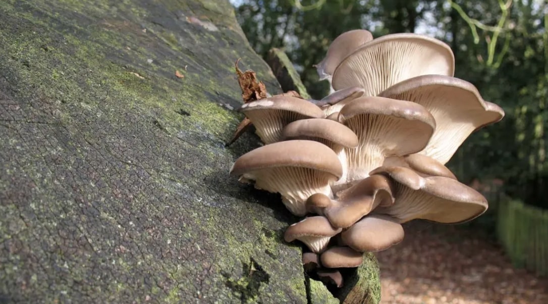 Mushrooms On Trees: 20 Species and Why They Grow There?