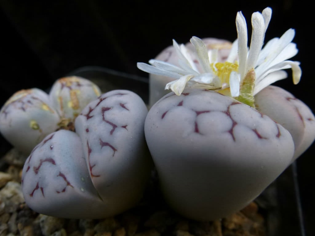 20 Ugly Flowers in the World Today