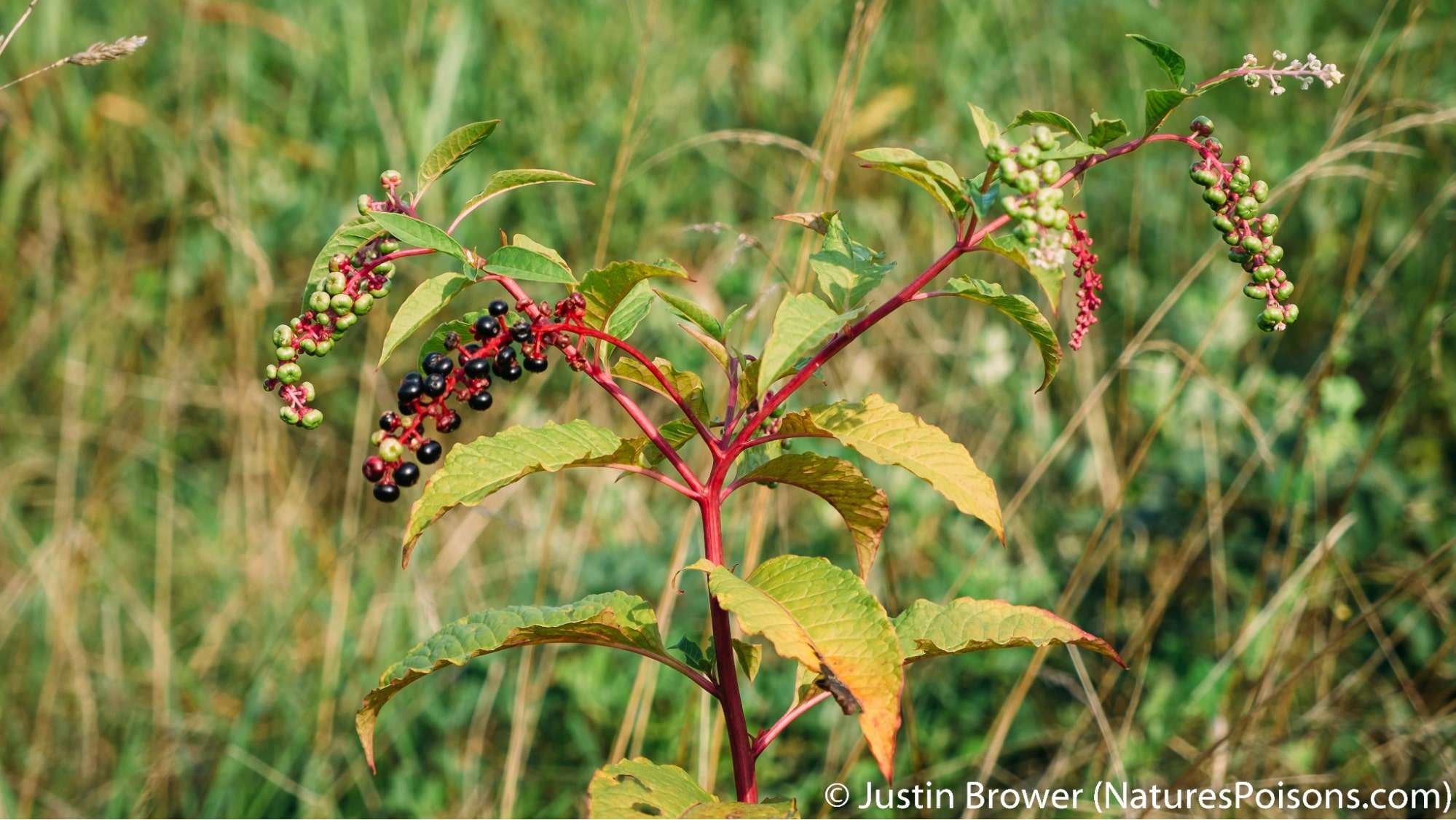 12 Tall Weeds With Thick Stalks: Identification and Pictures