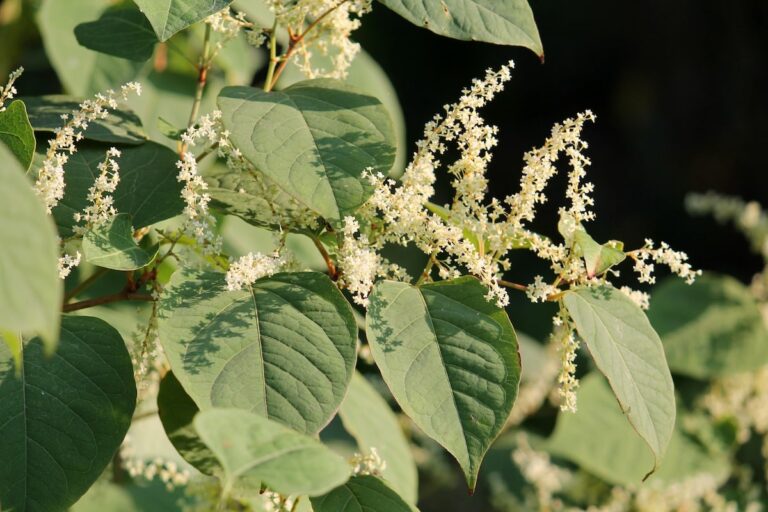 12 Tall Weeds With Thick Stalks: Identification and Pictures