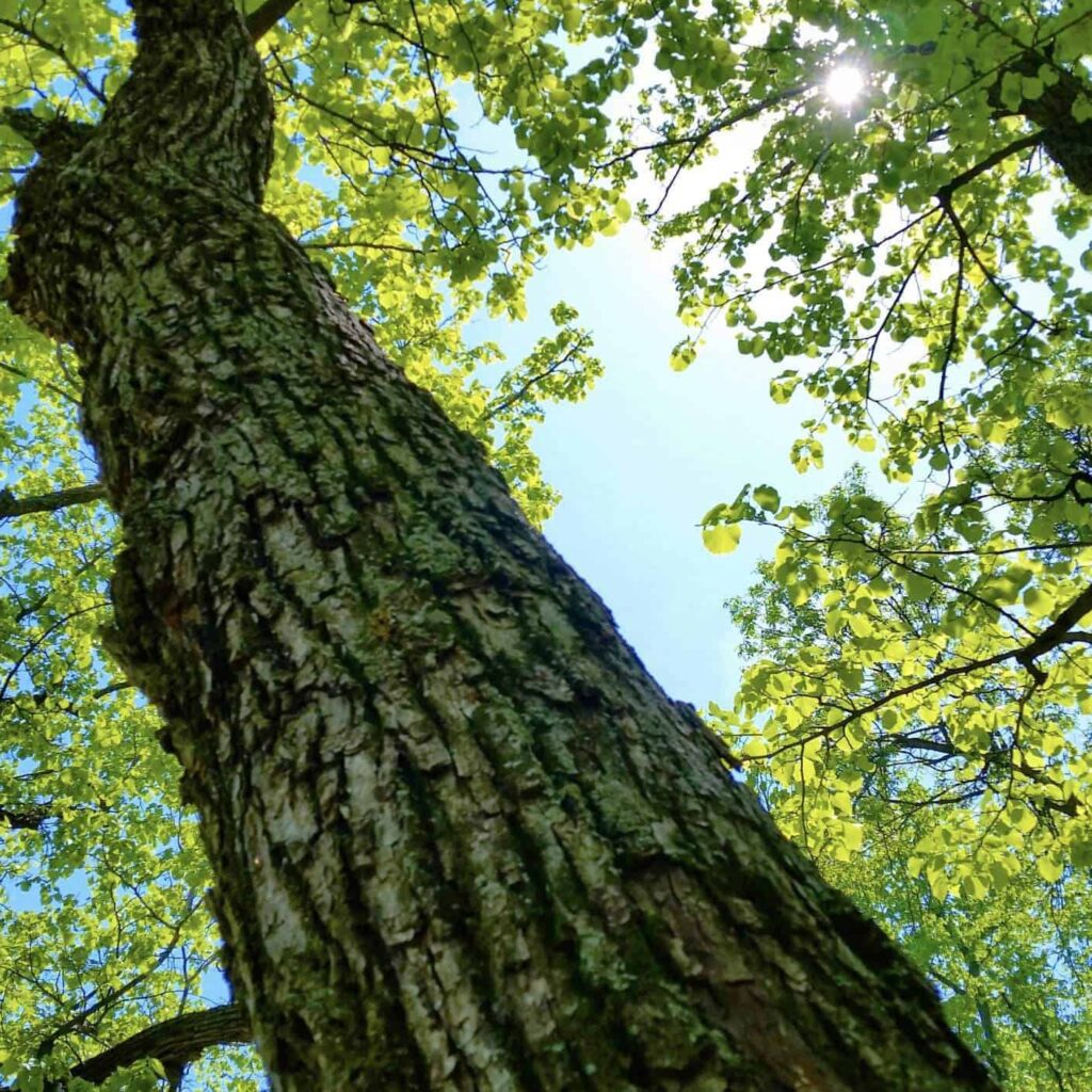 How much do trees weigh: Formula and Factors affecting the Weight of a Tree