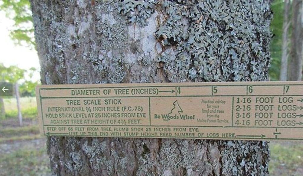 How much do trees weigh: Formula and Factors affecting the Weight of a Tree