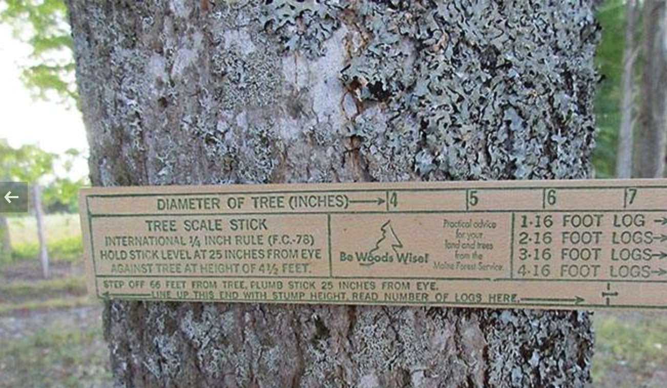 How much do trees weigh: Formula and Factors affecting the Weight of a Tree