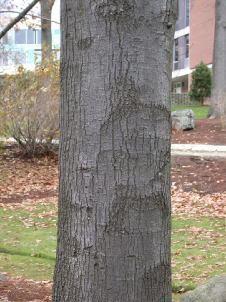 Smooth Bark Trees and How to Identify Them