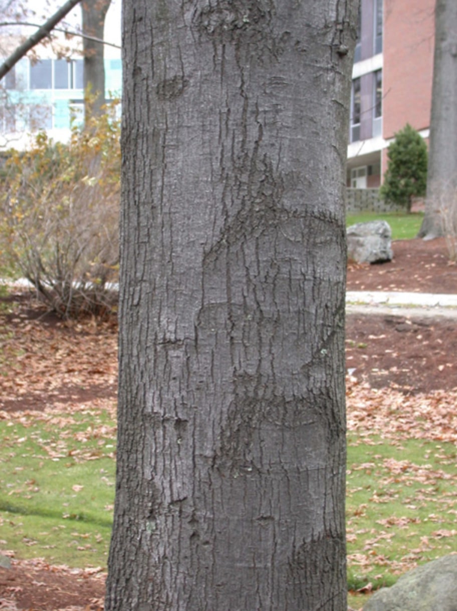 Smooth Bark Trees and How to Identify Them