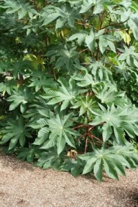 12 Tall Weeds With Thick Stalks: Identification and Pictures