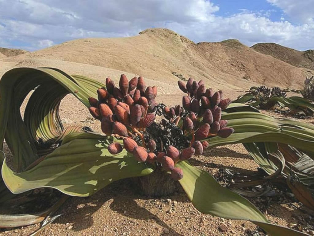 20 Ugly Flowers in the World Today