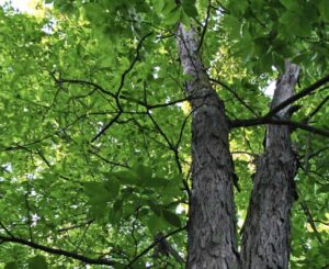 How much do trees weigh: Formula and Factors affecting the Weight of a Tree