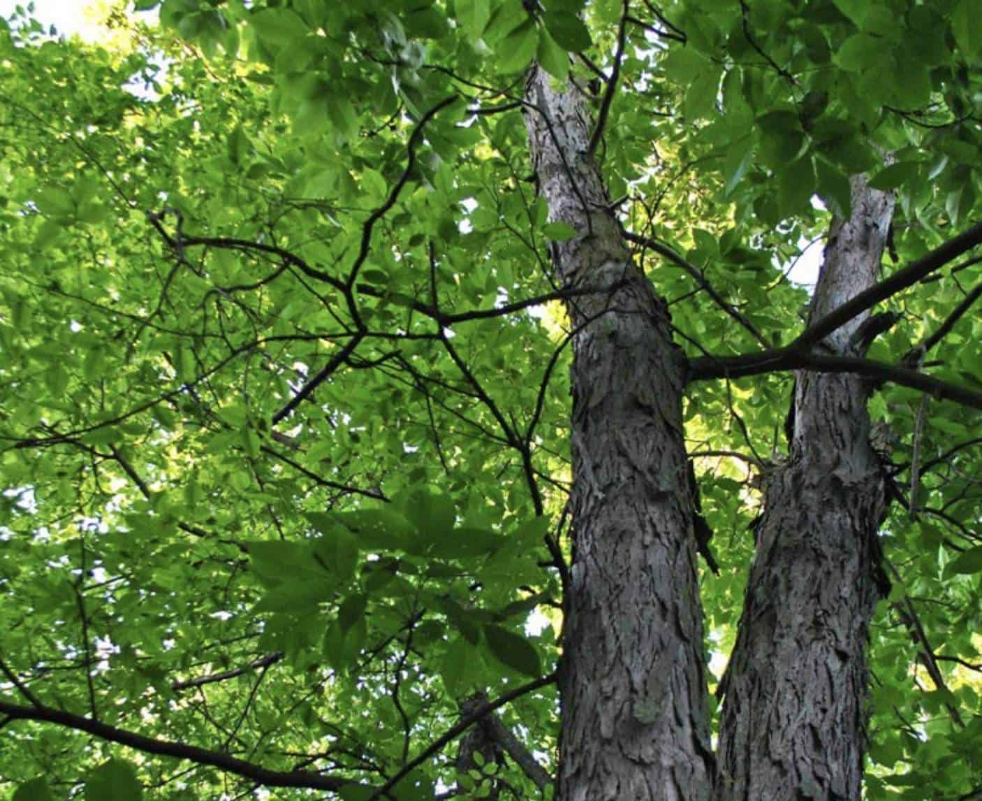 How much do trees weigh: Formula and Factors affecting the Weight of a Tree