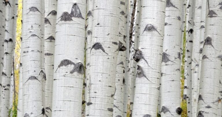 Smooth Bark Trees and How to Identify Them