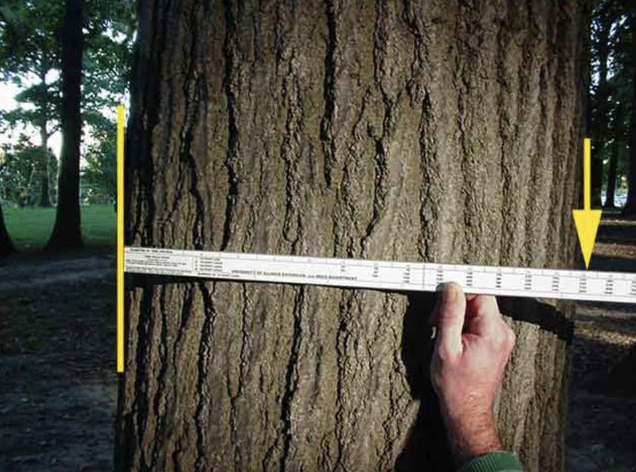 How much do trees weigh: Formula and Factors affecting the Weight of a Tree