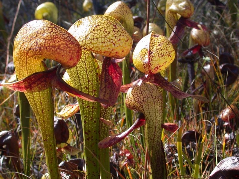 20 Ugly Flowers in the World Today