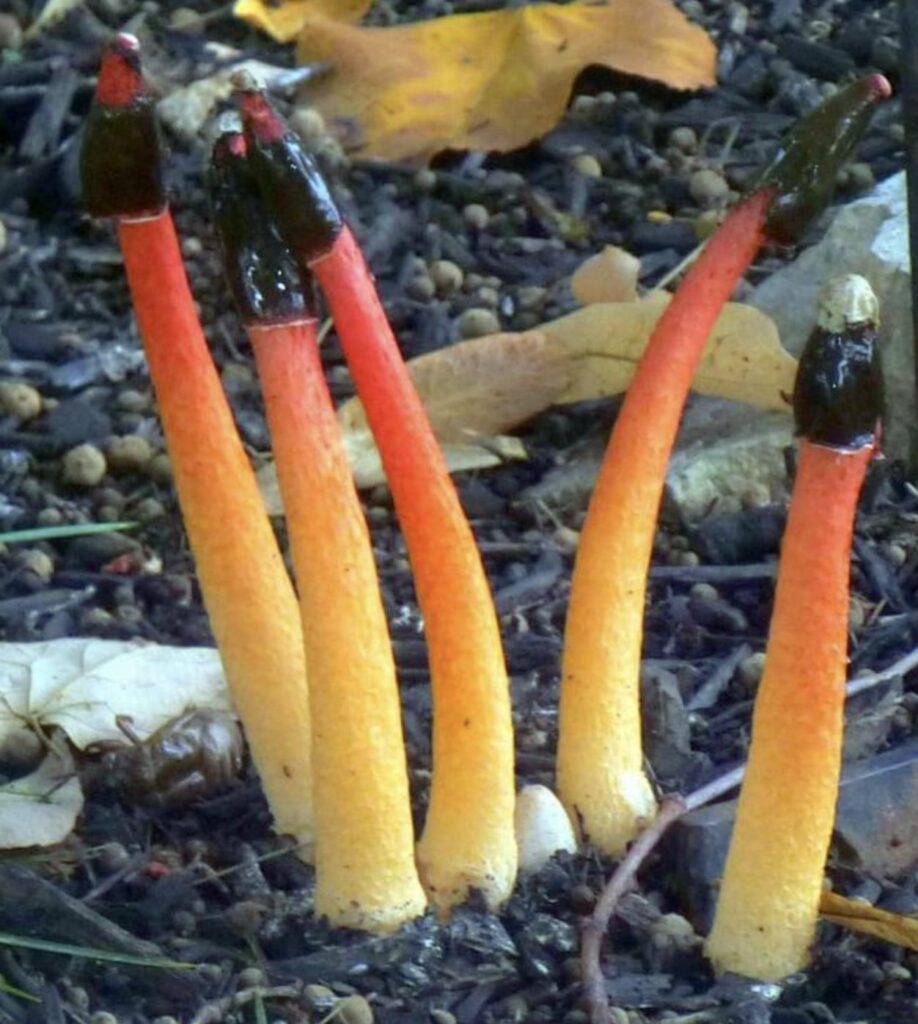 What You Need to Know About Red Mushrooms