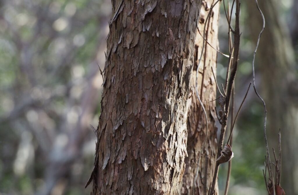 Smooth Bark Trees and How to Identify Them