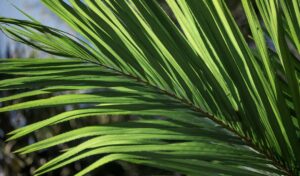 How much do trees weigh: Formula and Factors affecting the Weight of a Tree