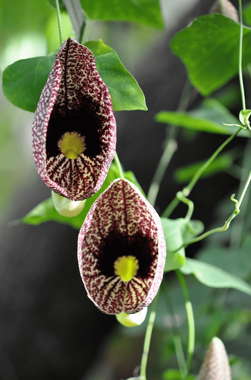 20 Ugly Flowers in the World Today