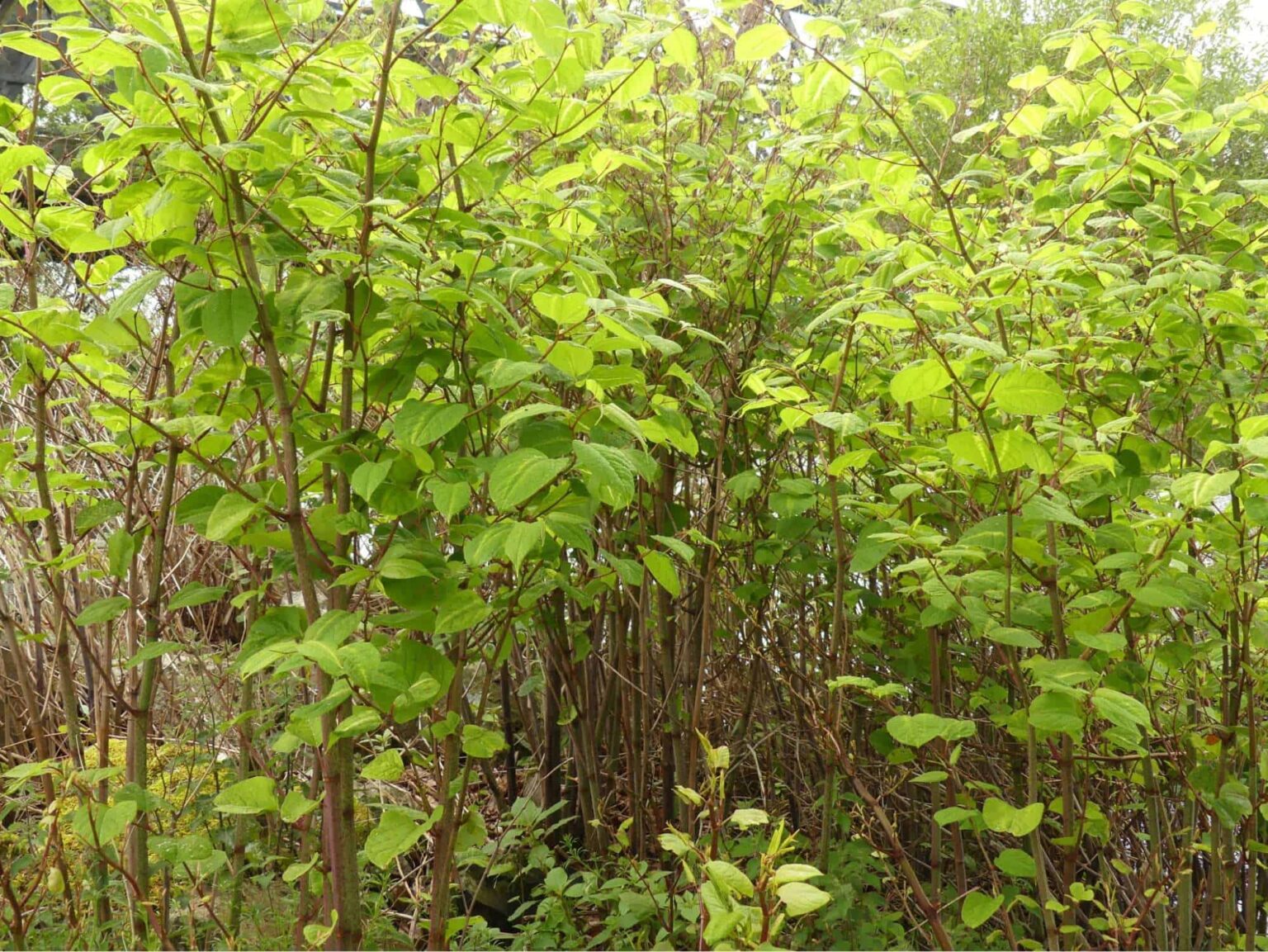12 Tall Weeds With Thick Stalks: Identification and Pictures