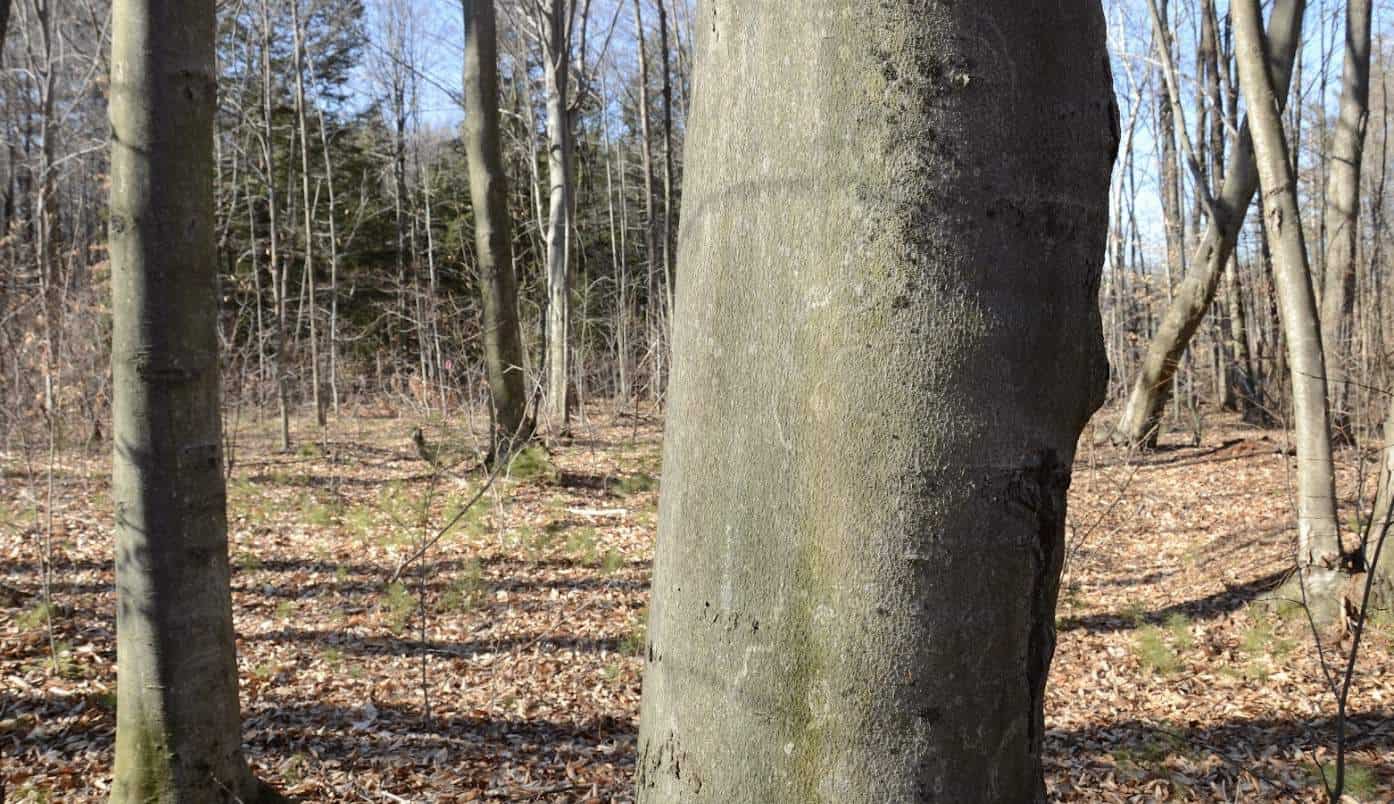 Smooth Bark Trees and How to Identify Them