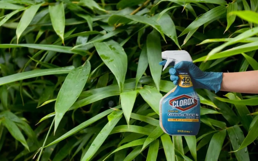 Killing a Tree Using Bleach: A Step-by-Step Guide [2025]