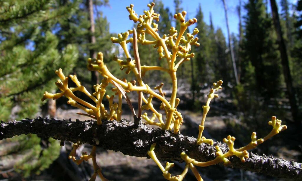 15 Plants with Ballistic Seed Dispersal Methods [2025]