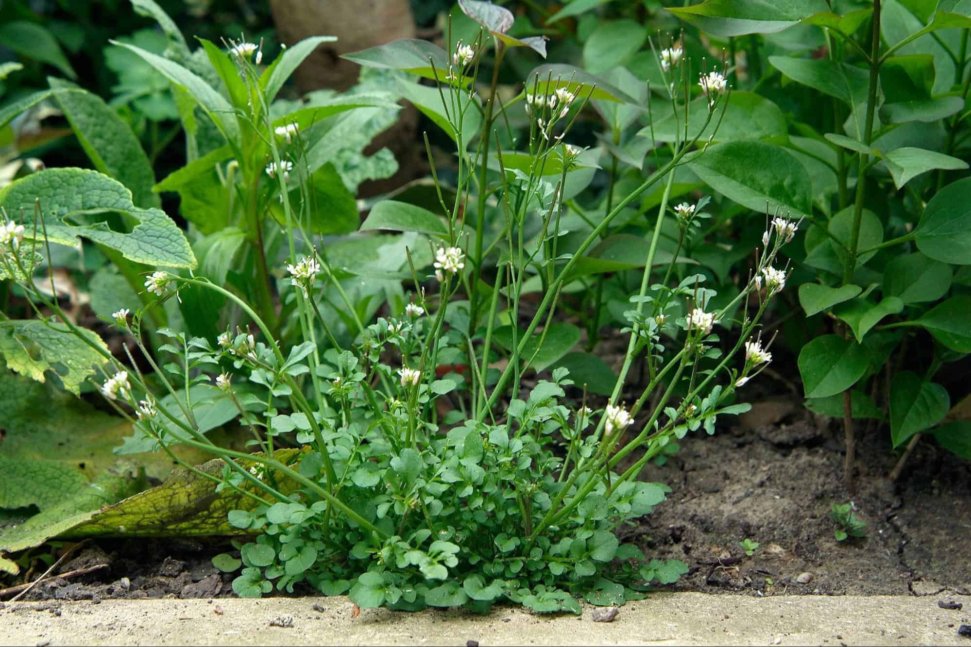15 Plants with Ballistic Seed Dispersal Methods [2025]