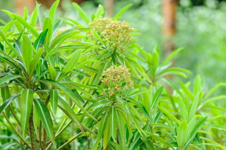 15 Plants with Ballistic Seed Dispersal Methods [2025]