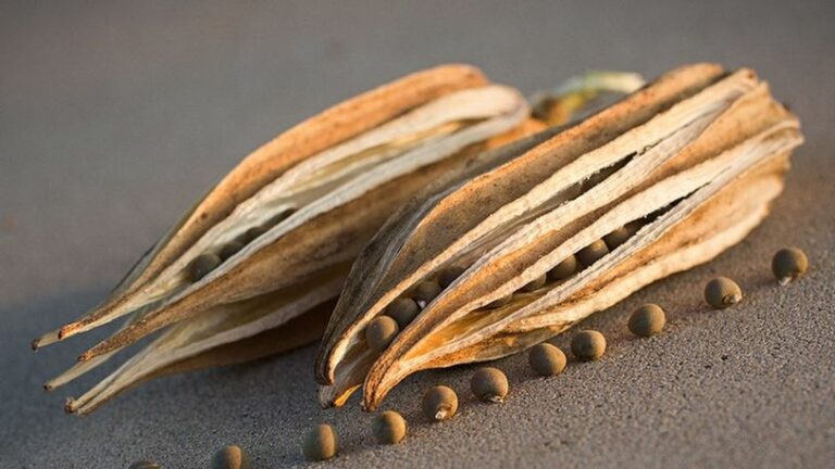 15 Plants with Ballistic Seed Dispersal Methods [2025]