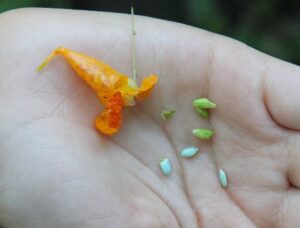 15 Plants with Ballistic Seed Dispersal Methods [2025]