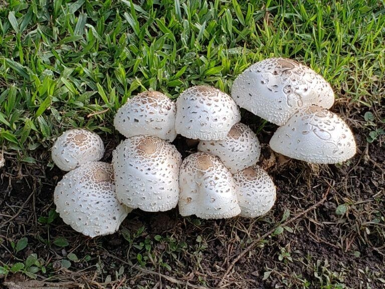 15 White Mushroom Species: Identification and Pictures