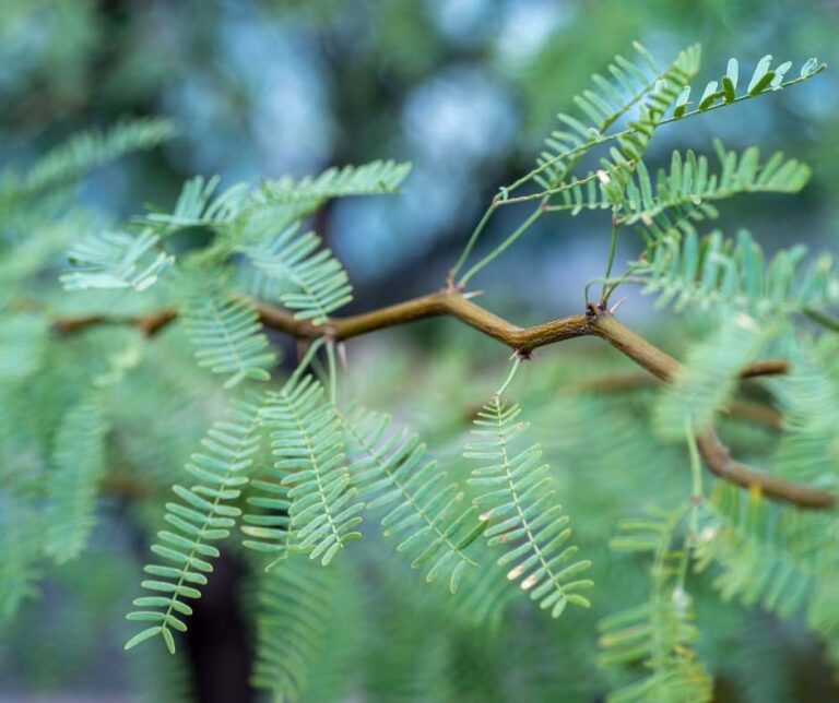 15 Trees with Fern-Like Leaves: Identification and Pictures